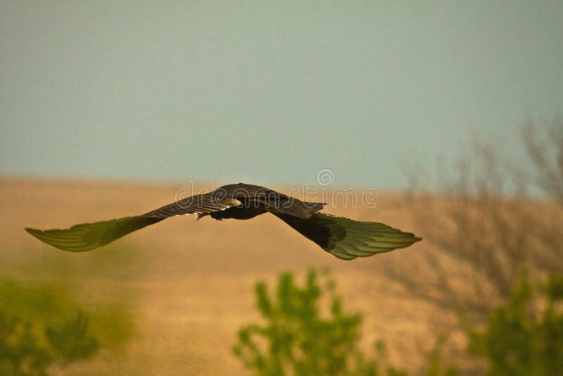 Turkey buzzard stock image. Image of fling, male, turkey - 53639413