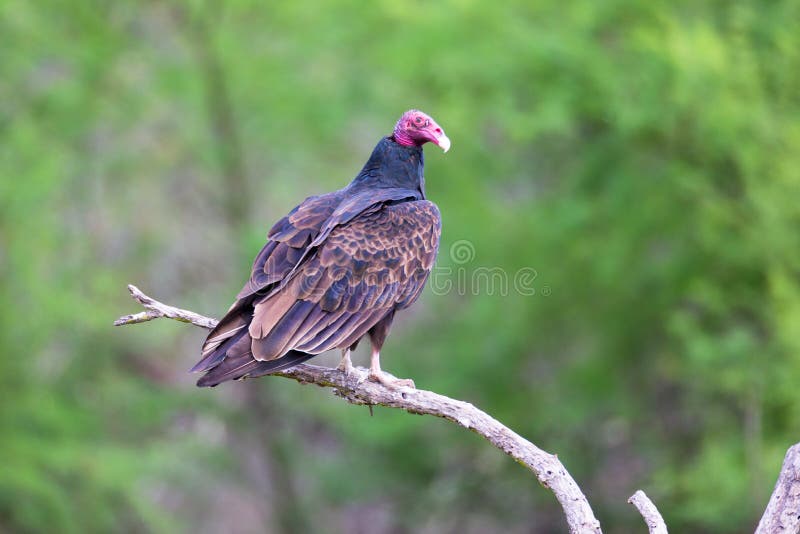 Turkey buzzard stock image. Image of prey, aura, america - 80104991