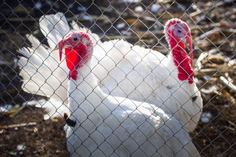Turkey in the Cage, Village Stock Photo - Image of green, grass: 141480948
