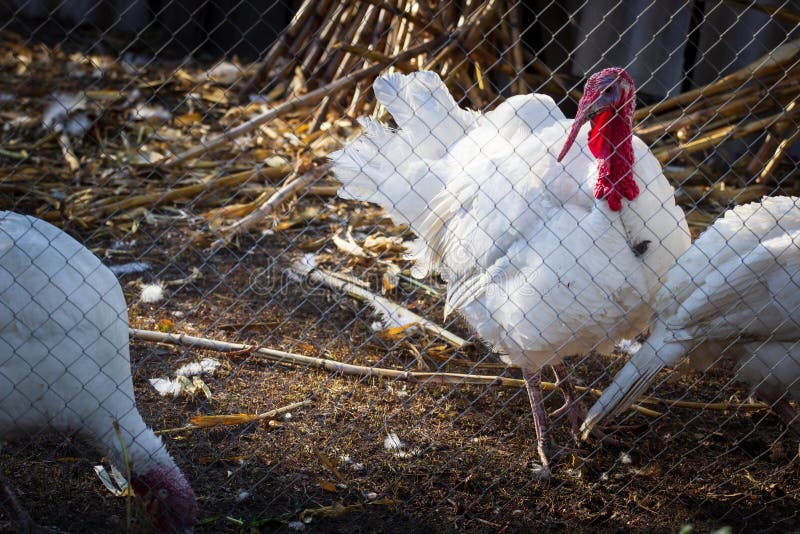 Turkey in the Cage, Village Stock Photo - Image of green, grass: 141480948