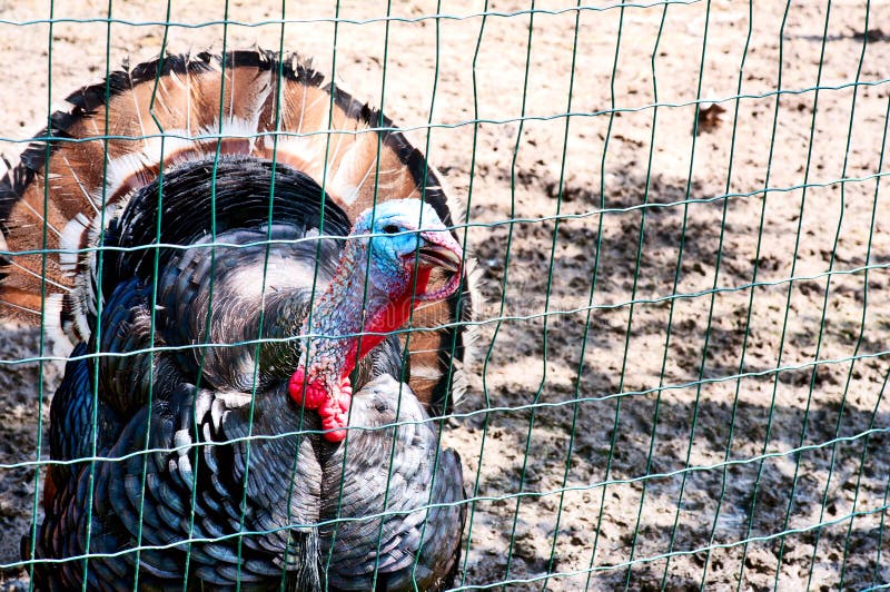 Turkey in a cage stock photo. Image of ruffled, animals - 40927062