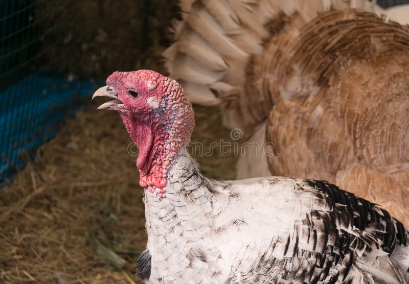 Turkey in a Cage on the Farm, Christmas Food Stock Image - Image of ...