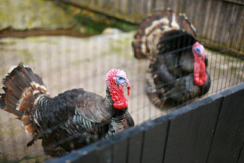 897 Turkey Cage Stock Photos - Free & Royalty-Free Stock Photos from ...