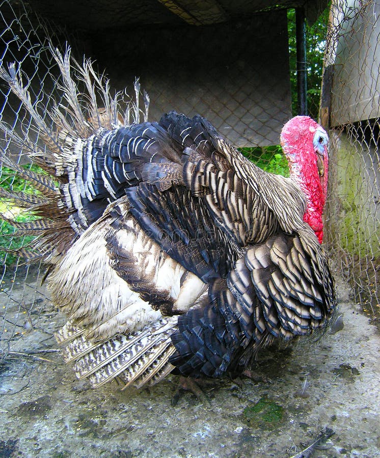 Turkey in the Cage, Village Stock Photo - Image of green, grass: 141480948
