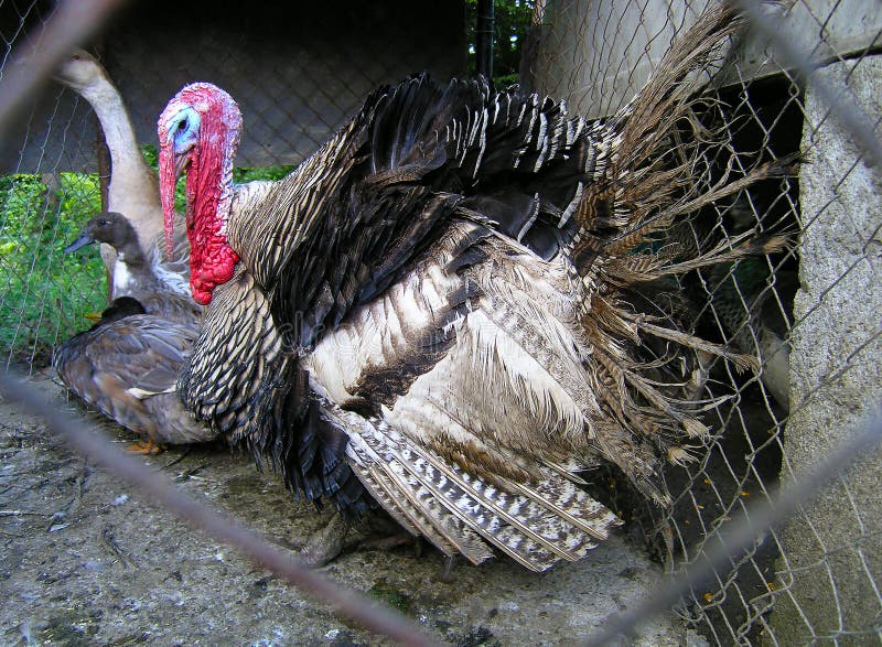 Turkey in the Cage, Willage Stock Image - Image of turkey, white: 141480923
