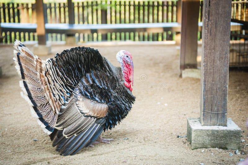 Turkey in captivity stock image. Image of turkey, feathers - 50760125