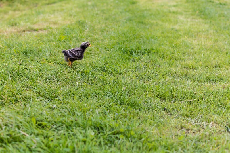 987 Running Chick Stock Photos - Free & Royalty-Free Stock Photos from ...