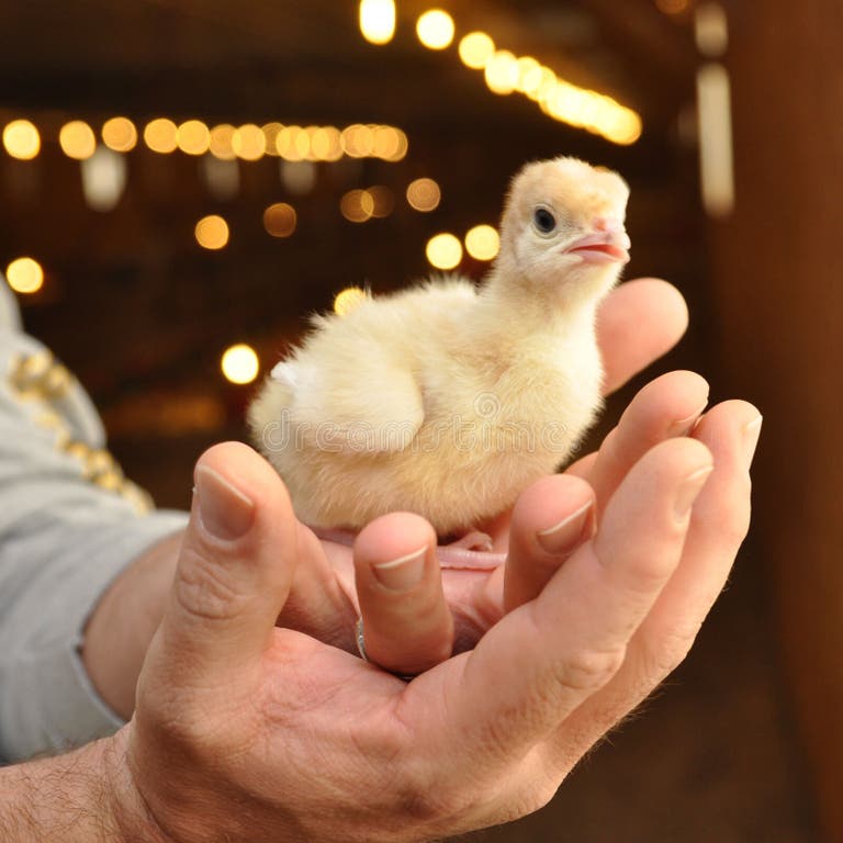 Turkey Chick in Turkey Barn Stock Image - Image of turkeys, feast: 22354951