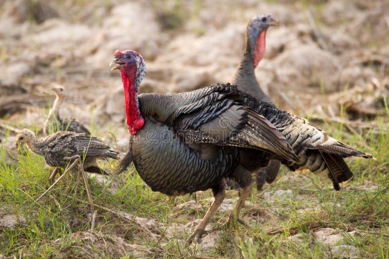 Turkey stock image. Image of dinner, meat, fruit, bird - 53292325