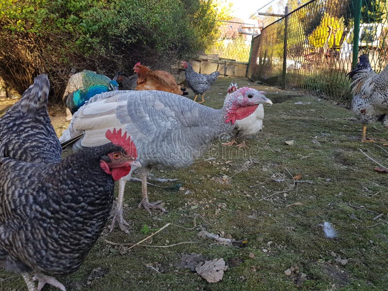Turkey Chicken Peacock Farm Birds Stock Photo - Image of poultry ...