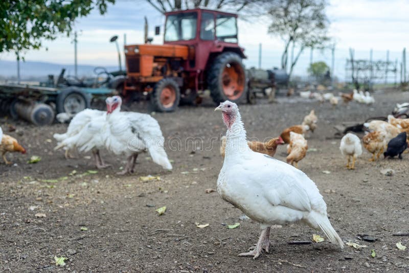 Turkey and Chickens in Yard Stock Image - Image of autoum, poultry ...