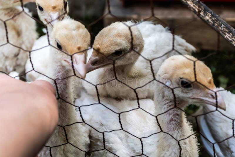 Turkey chicks in a cage stock image. Image of farm, babies - 269524463