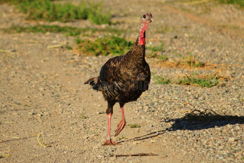 Running Turkey Stock Images - Download 5,442 Royalty Free Photos
