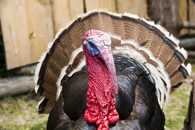 Turkey close-up stock image. Image of black, agriculture - 18456089