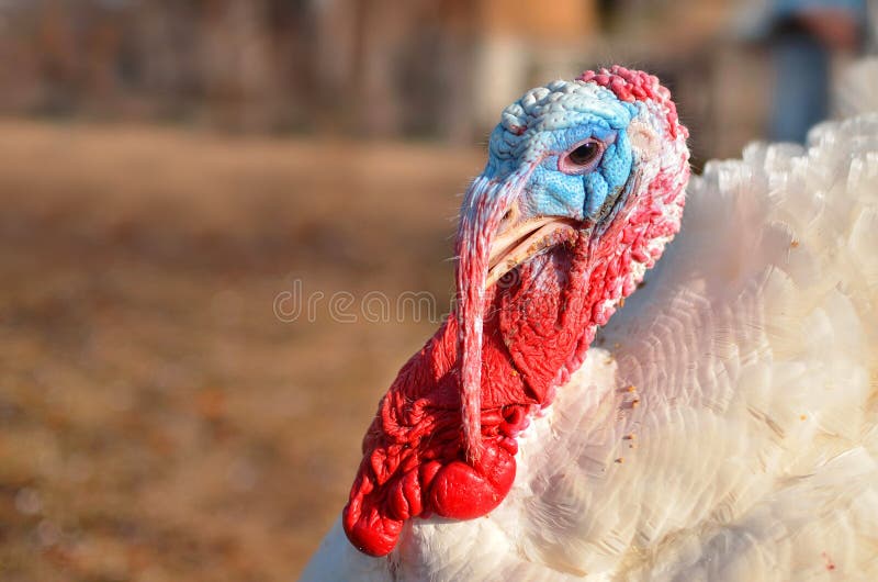 Turkey close up stock image. Image of animal, dinner - 28218545