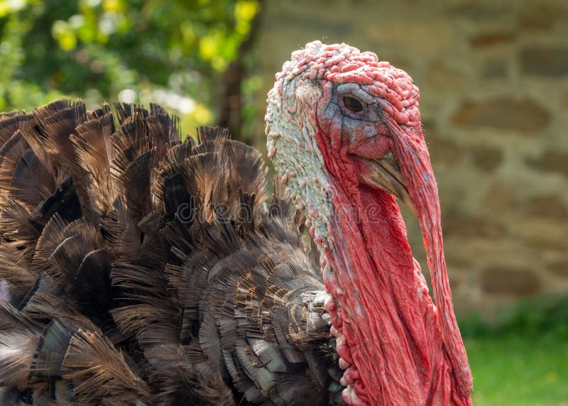 Turkey stock image. Image of head, close, domestic, bird - 259057527