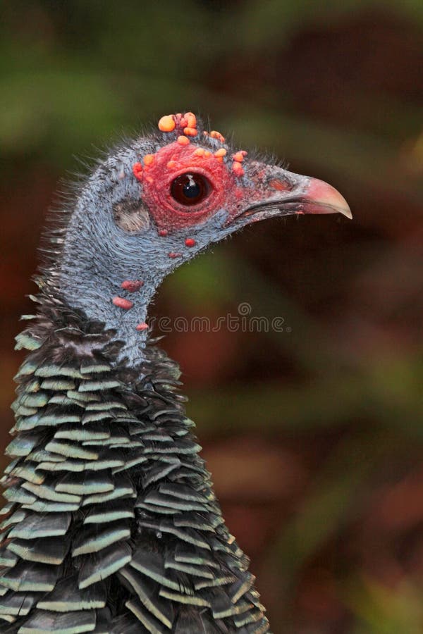 Turkey stock image. Image of thanksgiving, head, field - 35036855