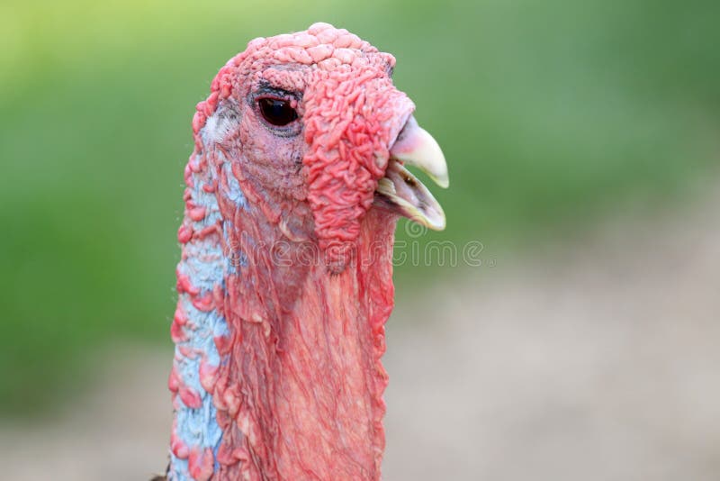 Inquisitive Turkey stock image. Image of worried, staring - 6136399
