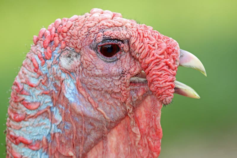 Inquisitive Turkey stock image. Image of worried, staring - 6136399