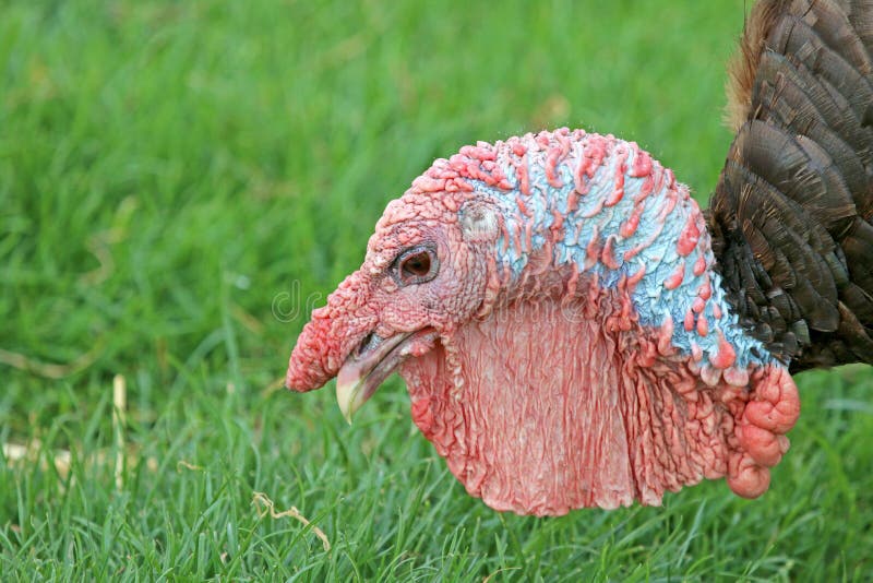 Inquisitive Turkey stock image. Image of worried, staring - 6136399