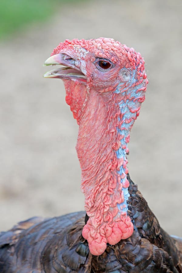 Inquisitive Turkey stock image. Image of worried, staring - 6136399