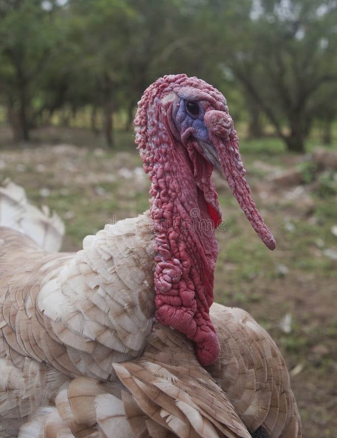 Turkey close up stock photo. Image of agriculture, animals - 34565794