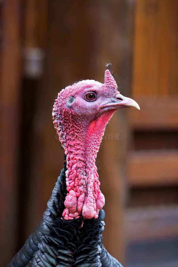 A Turkey stock image. Image of looking, people, animal - 42151881