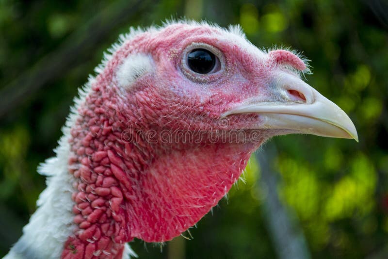 Turkey close-up head stock image. Image of animal, portrait - 122505789