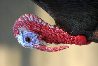 Turkey stock image. Image of livestock, male, blue, farm - 30719663