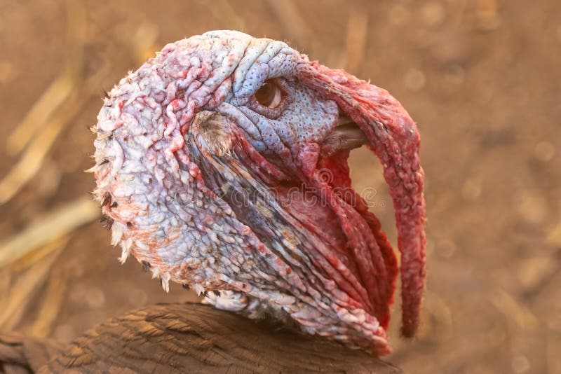 Turkey close up portrait. stock image. Image of close - 287711525