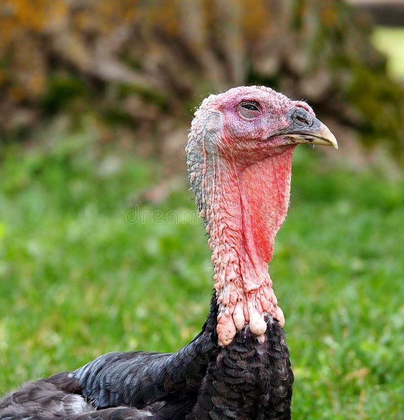 Turkey Eye stock image. Image of gross, male, turkey, bird - 878401