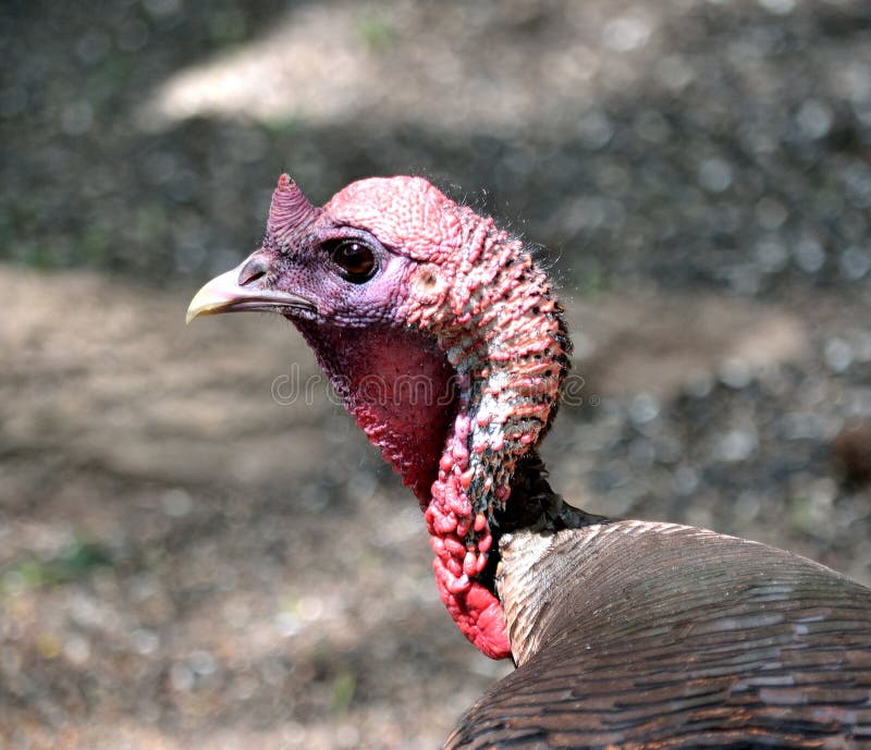 Turkey stock image. Image of head, thanksgiving, green - 41387315