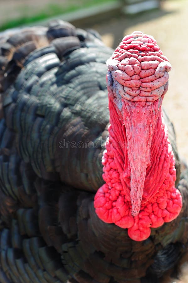 Turkey stock image. Image of bossy, closeup, african - 21358971