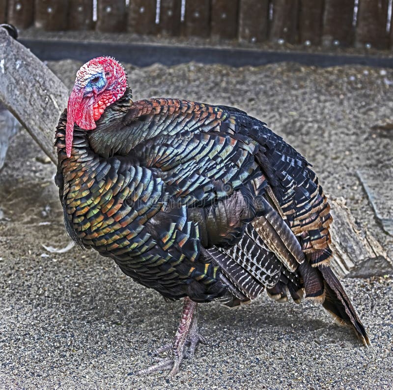 Turkey male stock photo. Image of food, large, strut - 46608808