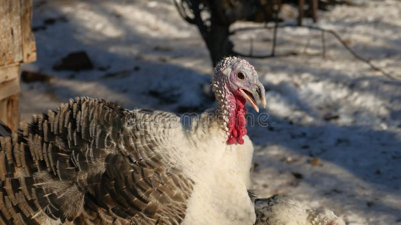 Turkey Cries in the Winter on Snow Thanksgiving Day Stock Photo - Image ...