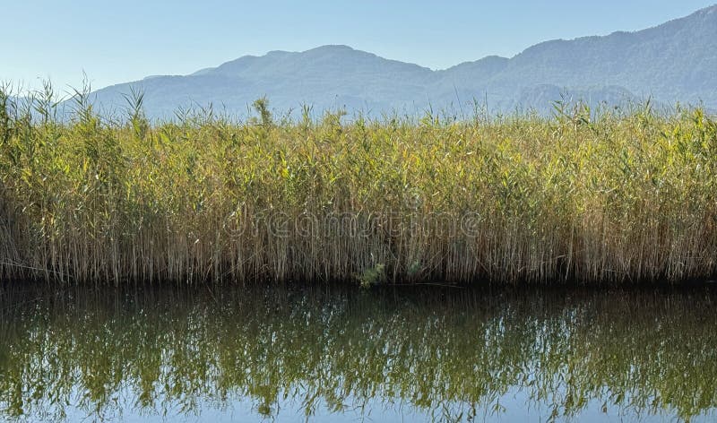 Landscape of Reed Grasses Along Dalyan River in Turkey Stock Image ...
