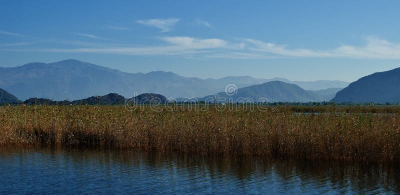 Landscape of Reed Grasses Along Dalyan River in Turkey Stock Image ...