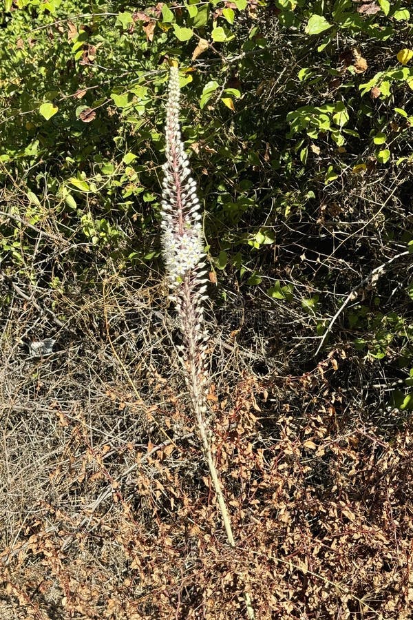 Lonely Giant Sea Squill Blooming in Turkey Stock Photo - Image of soil ...