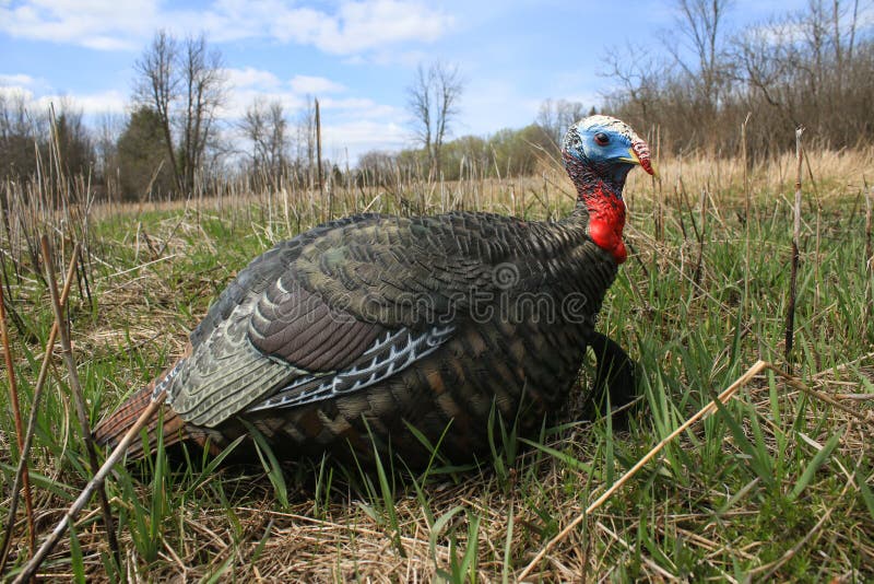 Realistic Bird Foam Model Stock Photos - Free & Royalty-Free Stock ...