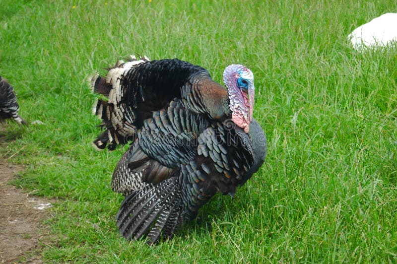 Wild Turkey Displaying stock photo. Image of thanksgiving - 8697574