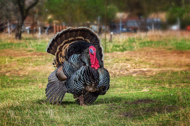 Domestic Tom Turkey Walking in the Yard Green Grass Stock Image - Image ...