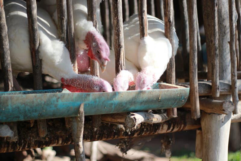 The Turkey is Eating in the Food Trough Stock Image - Image of food ...