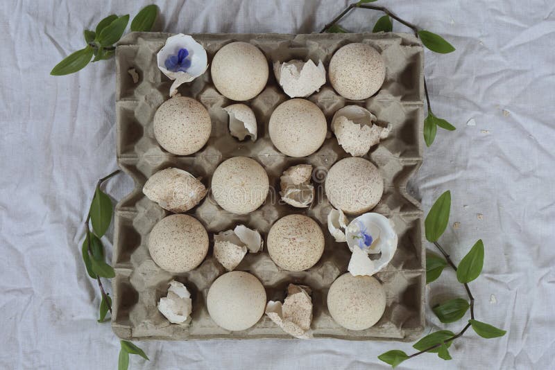 Turkey Egg in Zero Waste Packaging with Spring Green Leaf and Blue ...