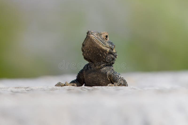 Turkey - Ephesus - Anatolian Rock Agama Stock Photo - Image of ...