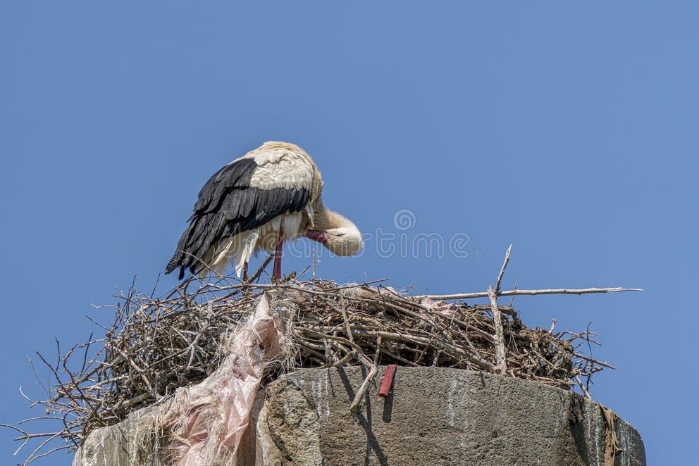 Turkey - Ephesus - Stork Nesting on Artemision Column Stock Photo ...