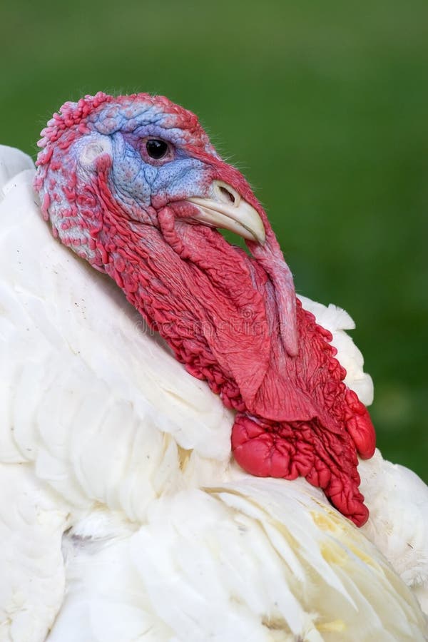 14,800 Turkey Face Stock Photos - Free & Royalty-Free Stock Photos from ...