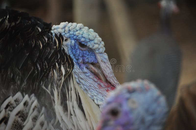 Turkey face stock photo. Image of face, pluck, male, thanksgiving ...