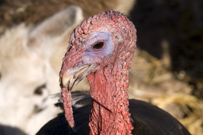 Turkeys Birds Africa Stock Photos - Free & Royalty-Free Stock Photos ...
