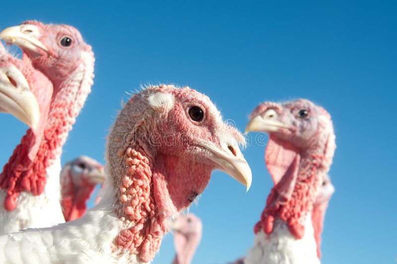 Turkey on a farm stock photo. Image of food, farming - 17140084