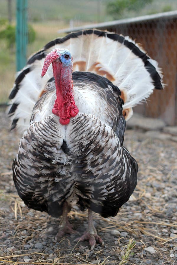 Turkey Gizzard Black Bean Stock Photos - Free & Royalty-Free Stock ...